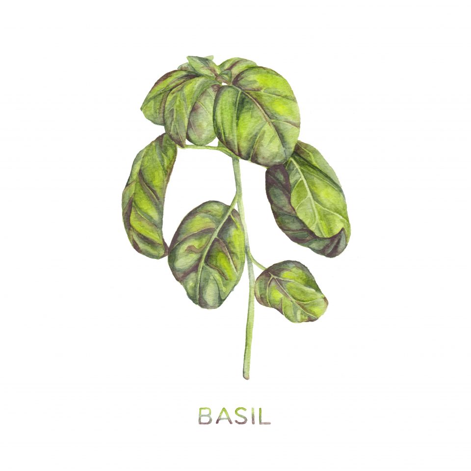 Free Basil Printable Artwork {Watercolor} – The Postman’s Knock