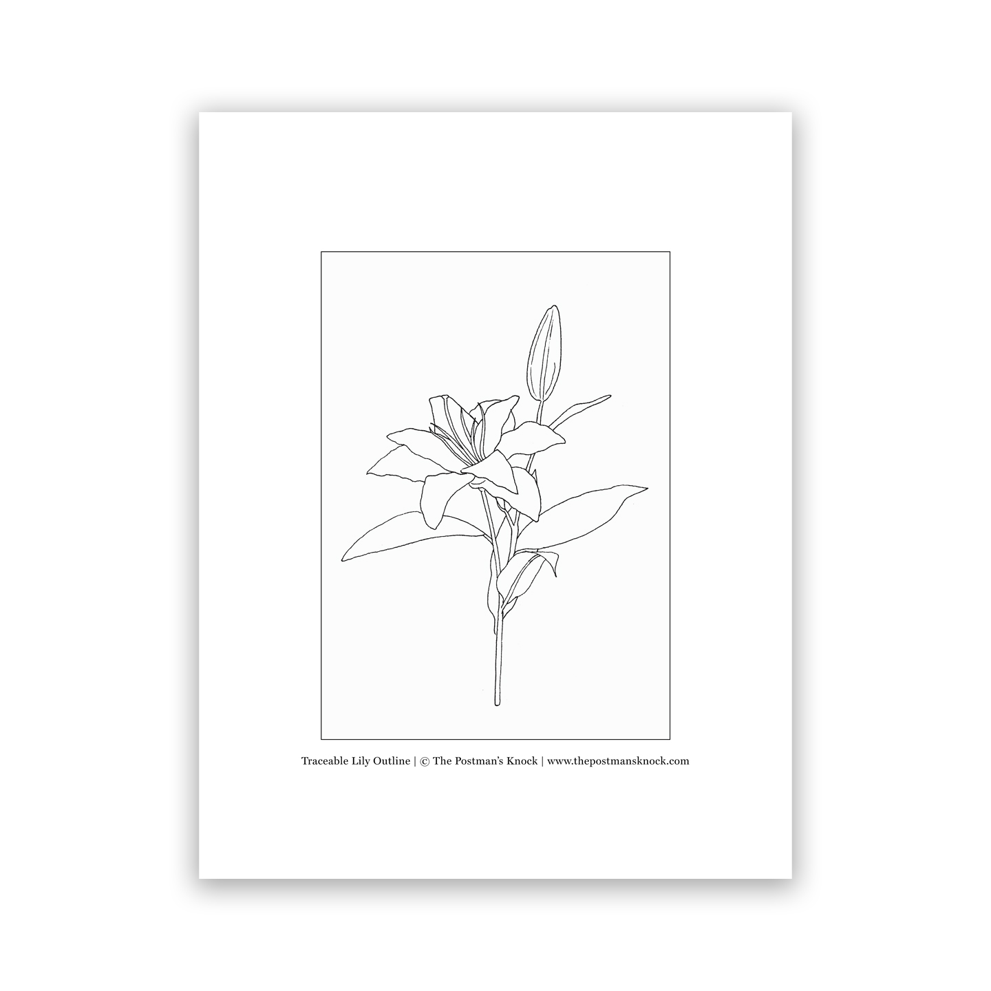Traceable Lily Outline – The Postman’s Knock